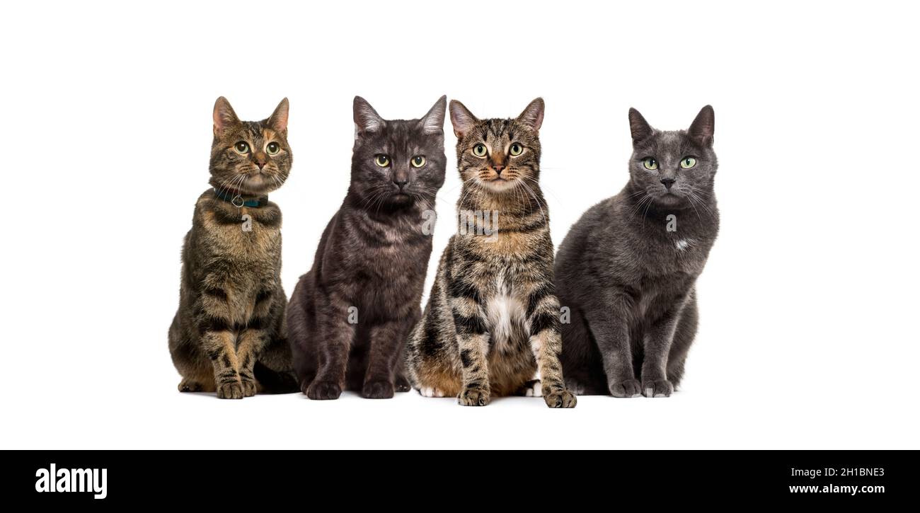 Large group of crossbred domestic cats sitting in a row, pets, isolated ...
