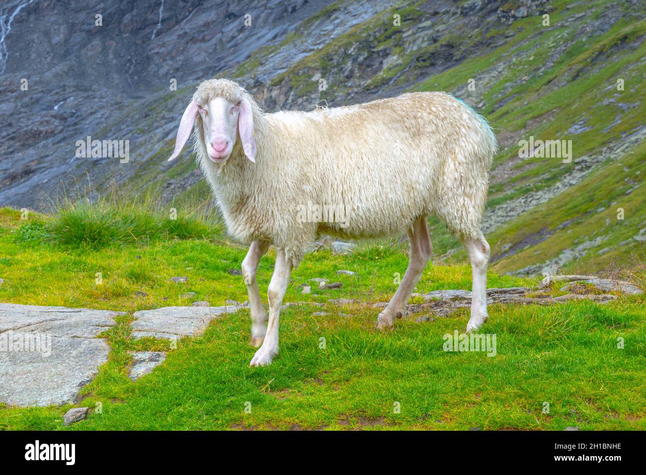 Cute white alpine sheep on mountain pasture Stock Photo - Alamy