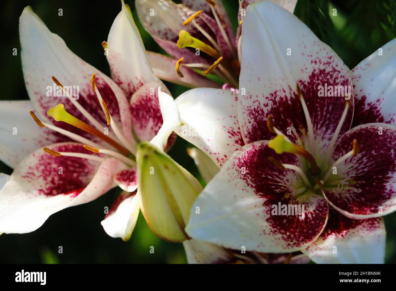Beautiful lily hi-res stock photography and images - Alamy
