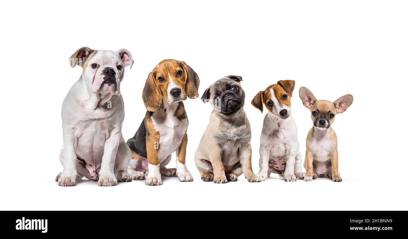 Different breed dogs hi-res stock photography and images - Alamy