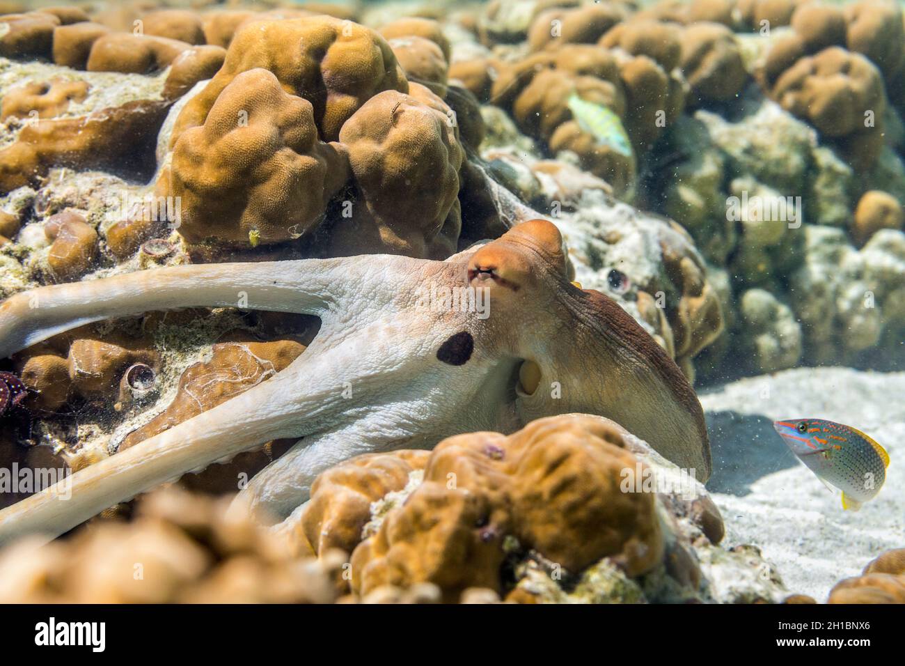 Common Octopus; Octopus vulgaris; Maldives Stock Photo - Alamy