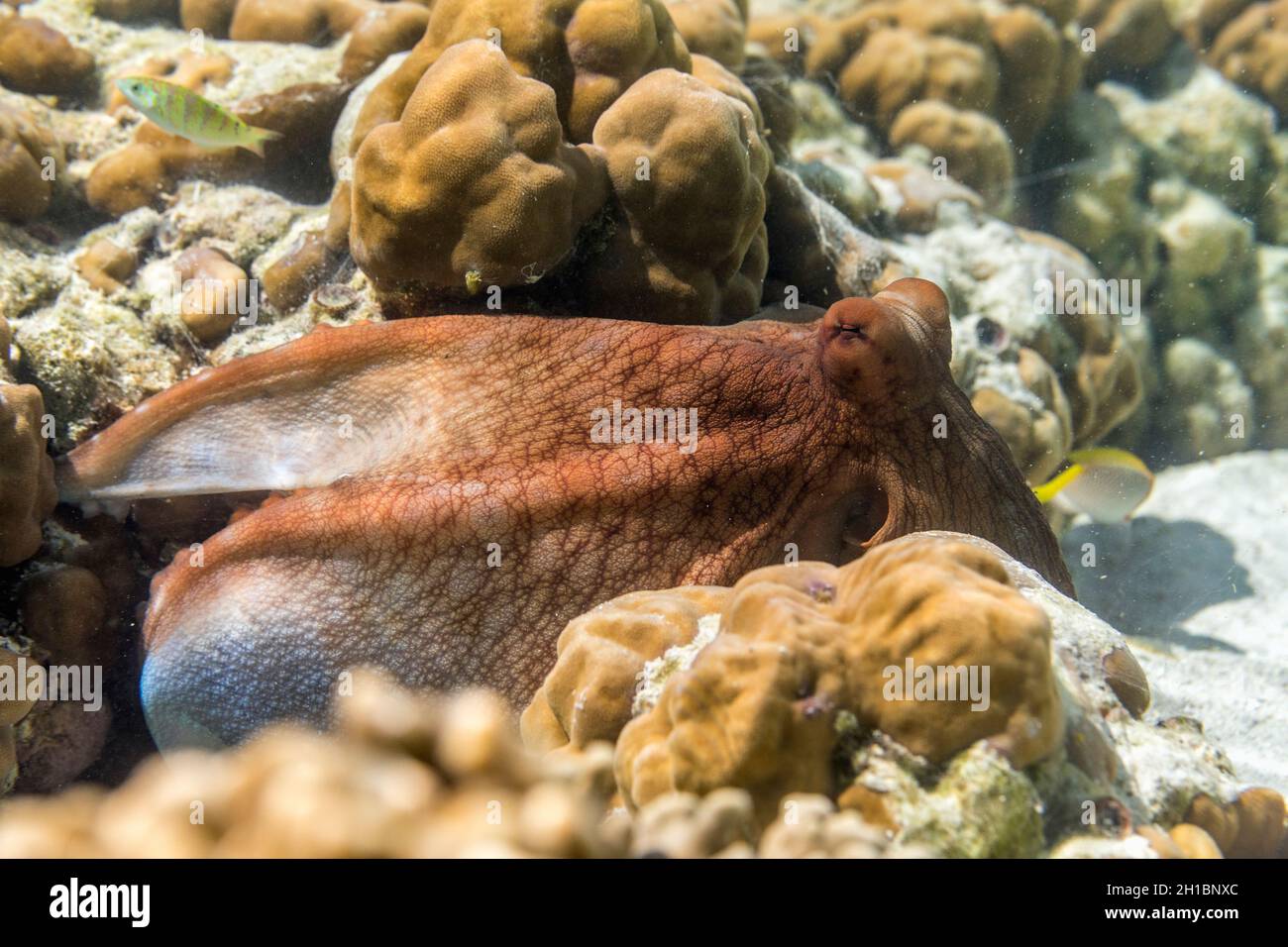 Common Octopus; Octopus vulgaris; Maldives Stock Photo - Alamy