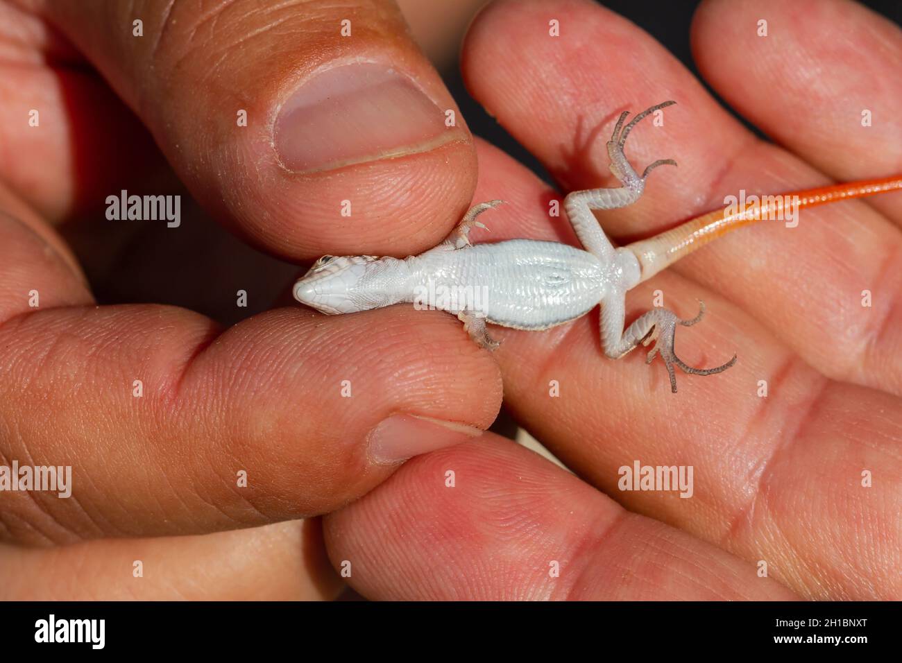 Spiny footed lizard hi-res stock photography and images - Alamy