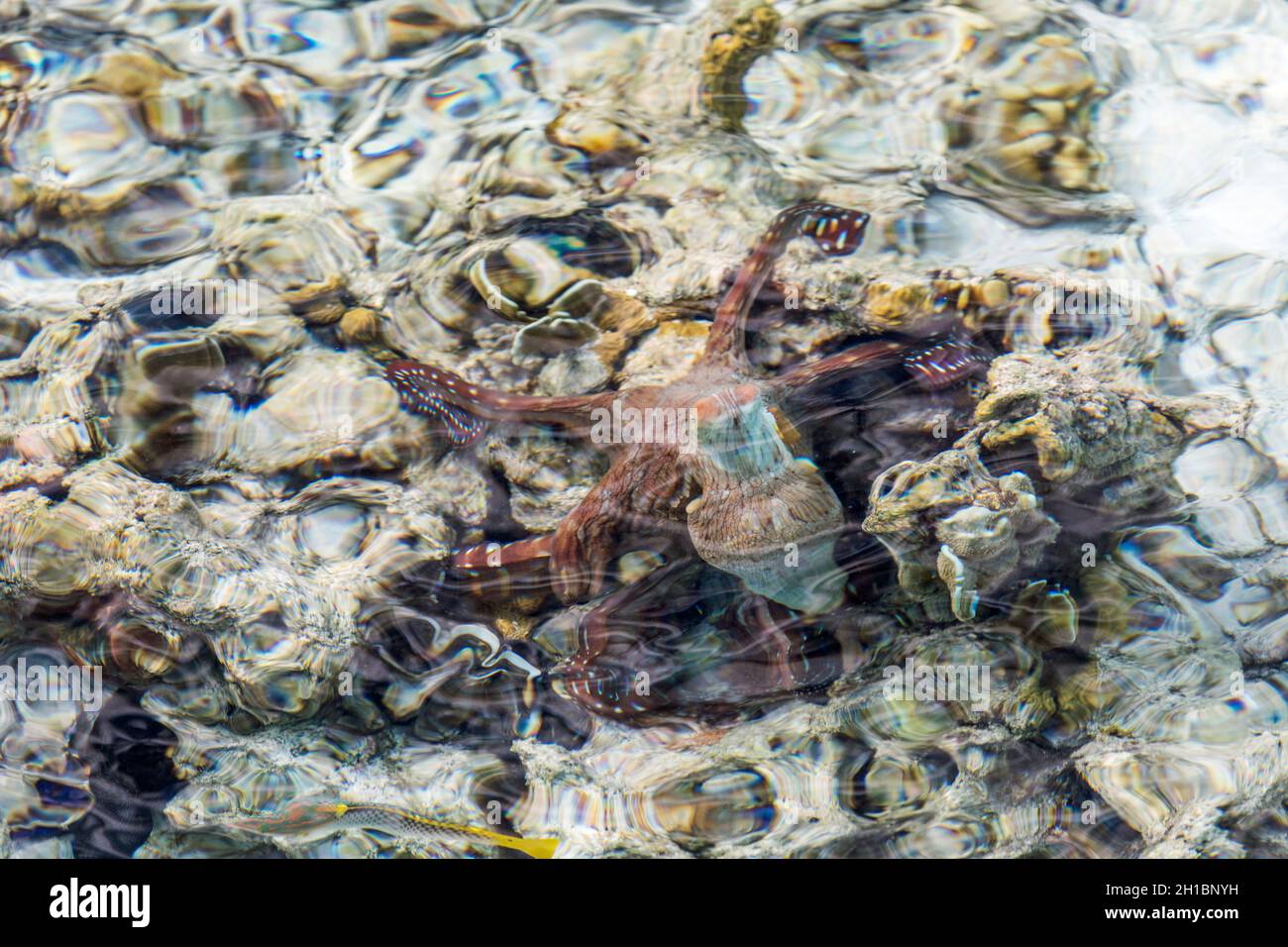 Common Octopus; Octopus vulgaris; From Above Water; Maldives Stock ...
