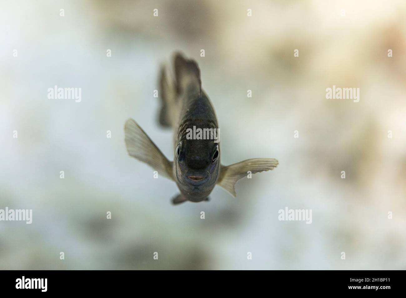 One Spot Damsel Fish; Chrysiptera unimaculata; Maldives Stock Photo - Alamy