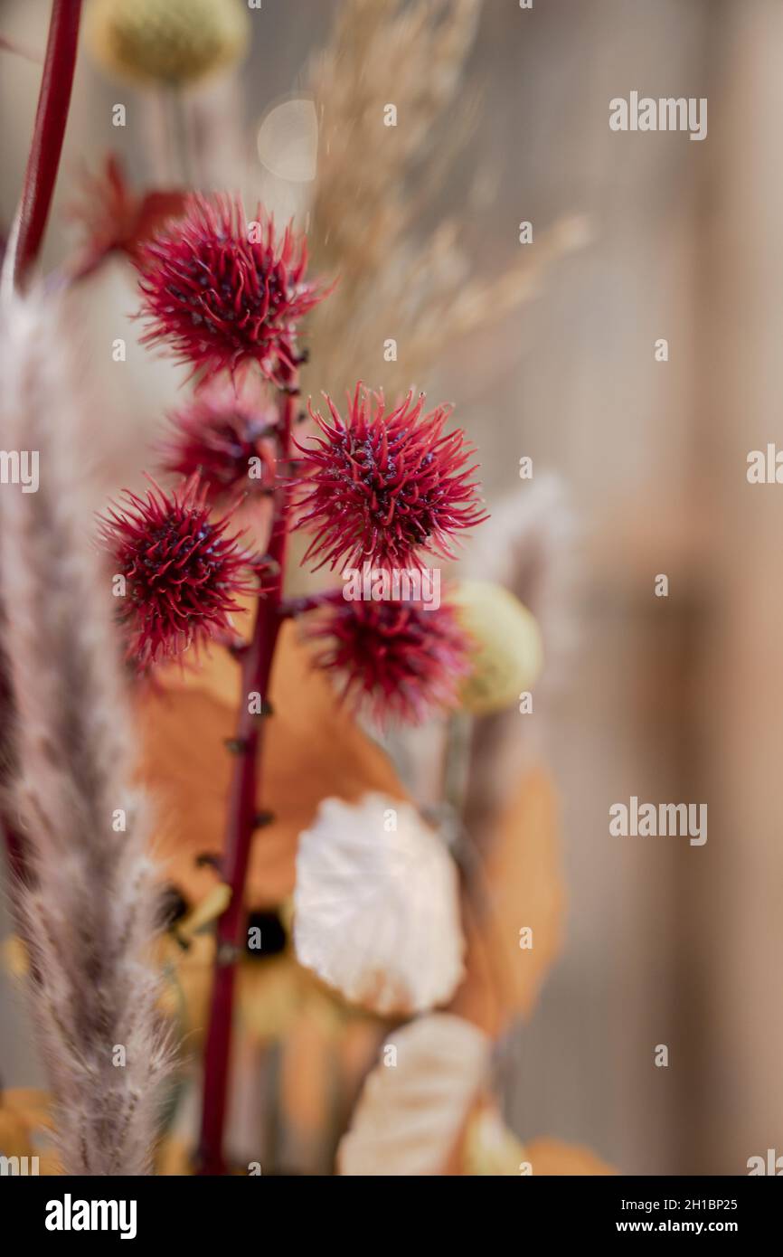 Red castor flower hi-res stock photography and images - Alamy