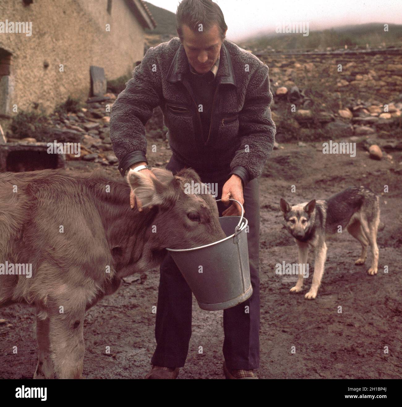 Un ternero hi-res stock photography and images - Alamy