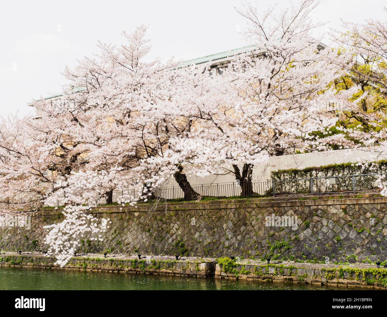 Scenic Kamo river in Kyoto, Japan Stock Photo - Alamy