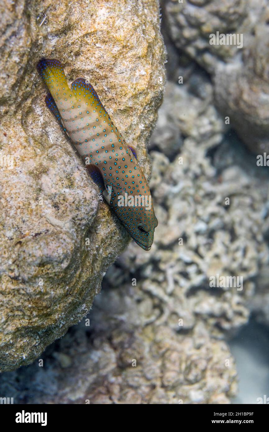 Rock cod hi-res stock photography and images - Alamy