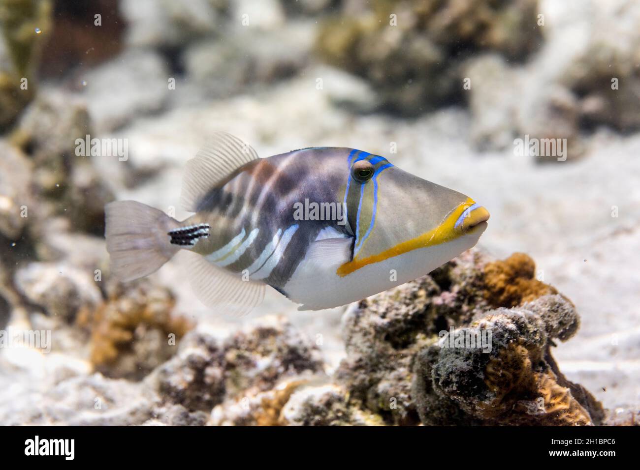 Picasso Triggerfish High Resolution Stock Photography and Images - Alamy