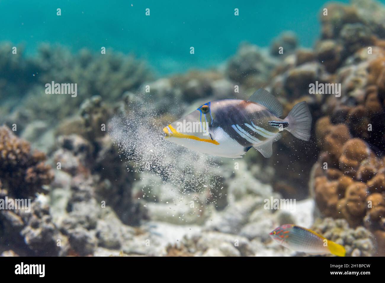 Picasso Triggerfish; Rhinecanthus aculeatus; Spitting Sand; Maldives ...