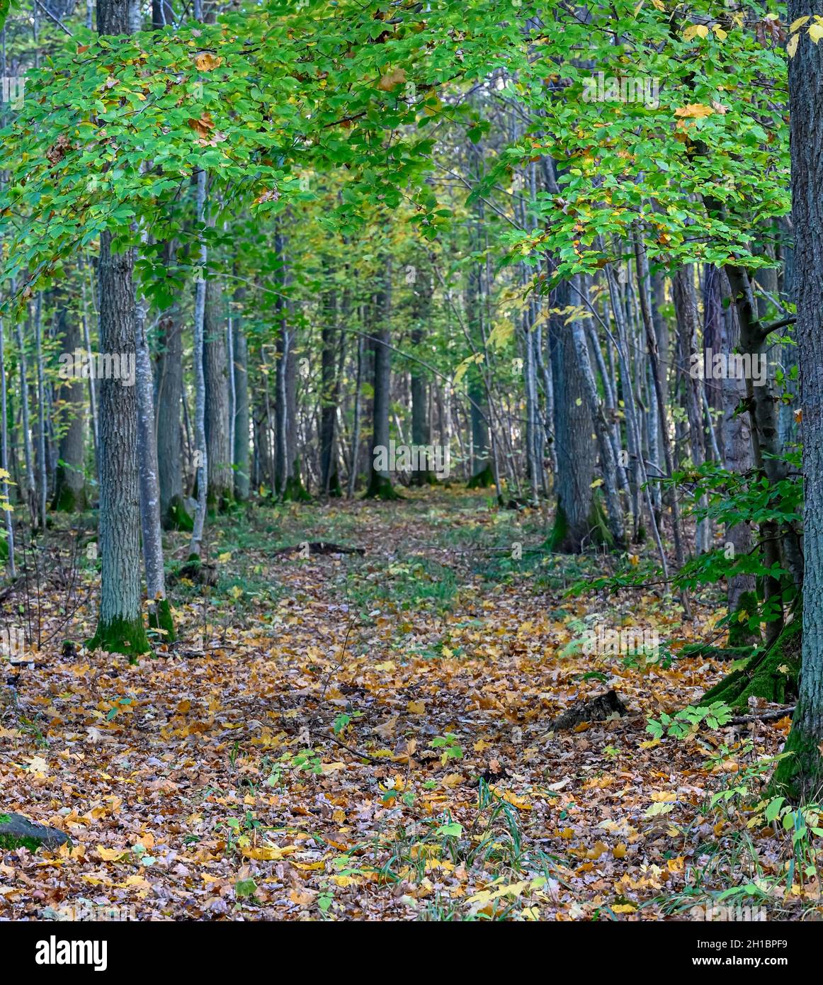 beautiful deciduous forest in autumn colors october 2021 Stock Photo ...