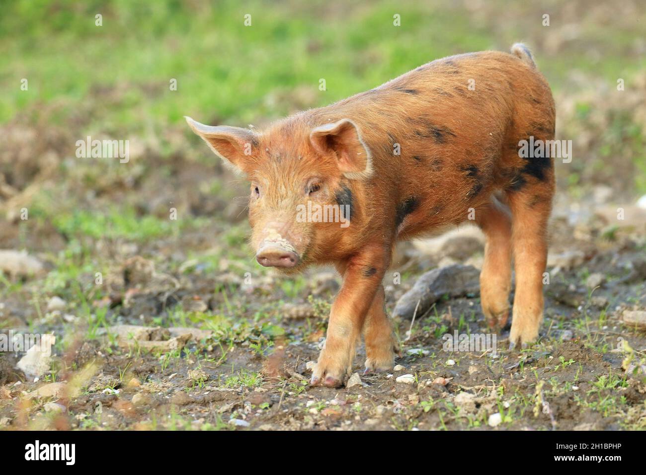 Cute little pig on farm Stock Photo - Alamy