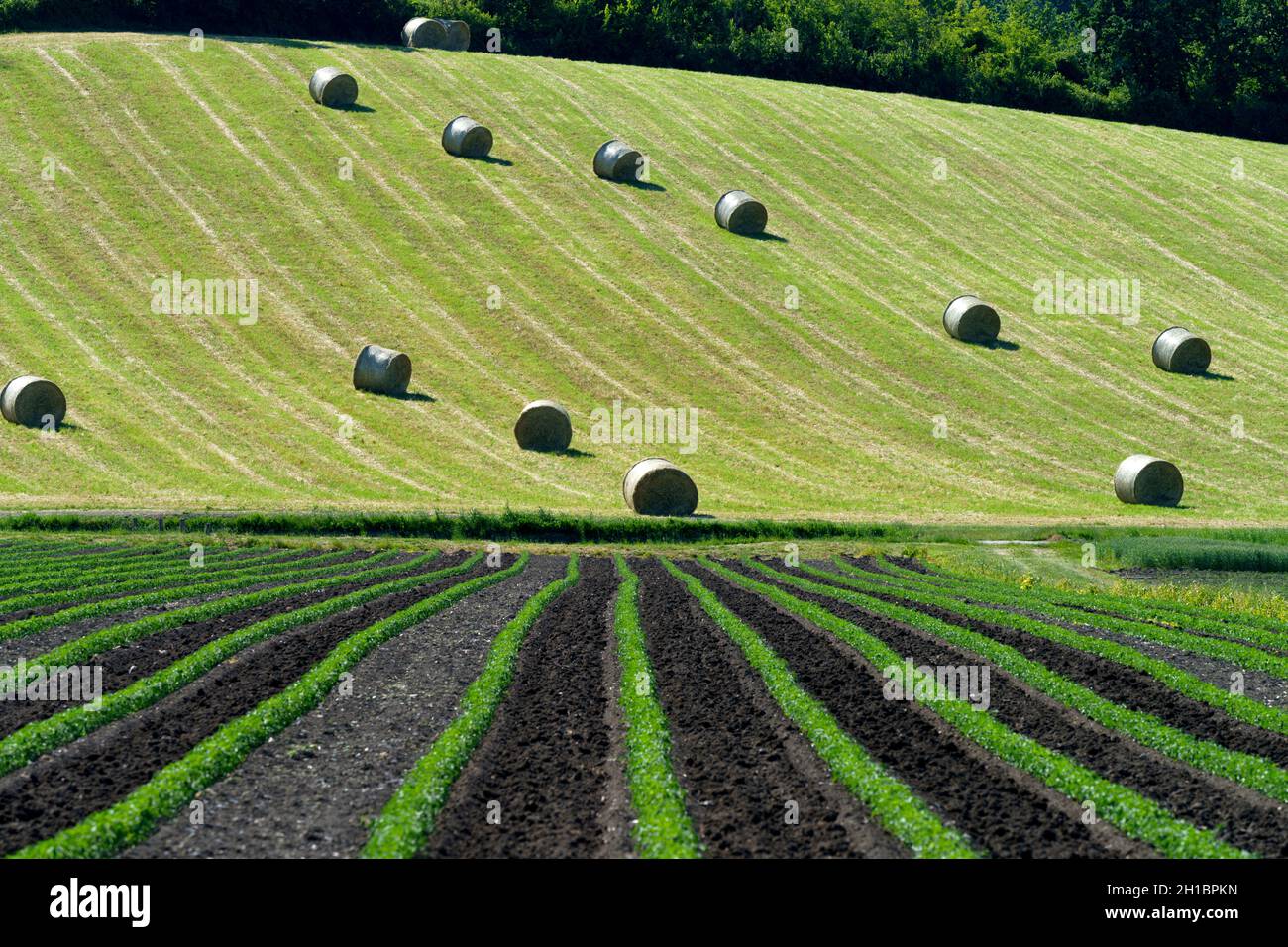 Landscape near the medieval castle of Torrechiara, Parma province ...