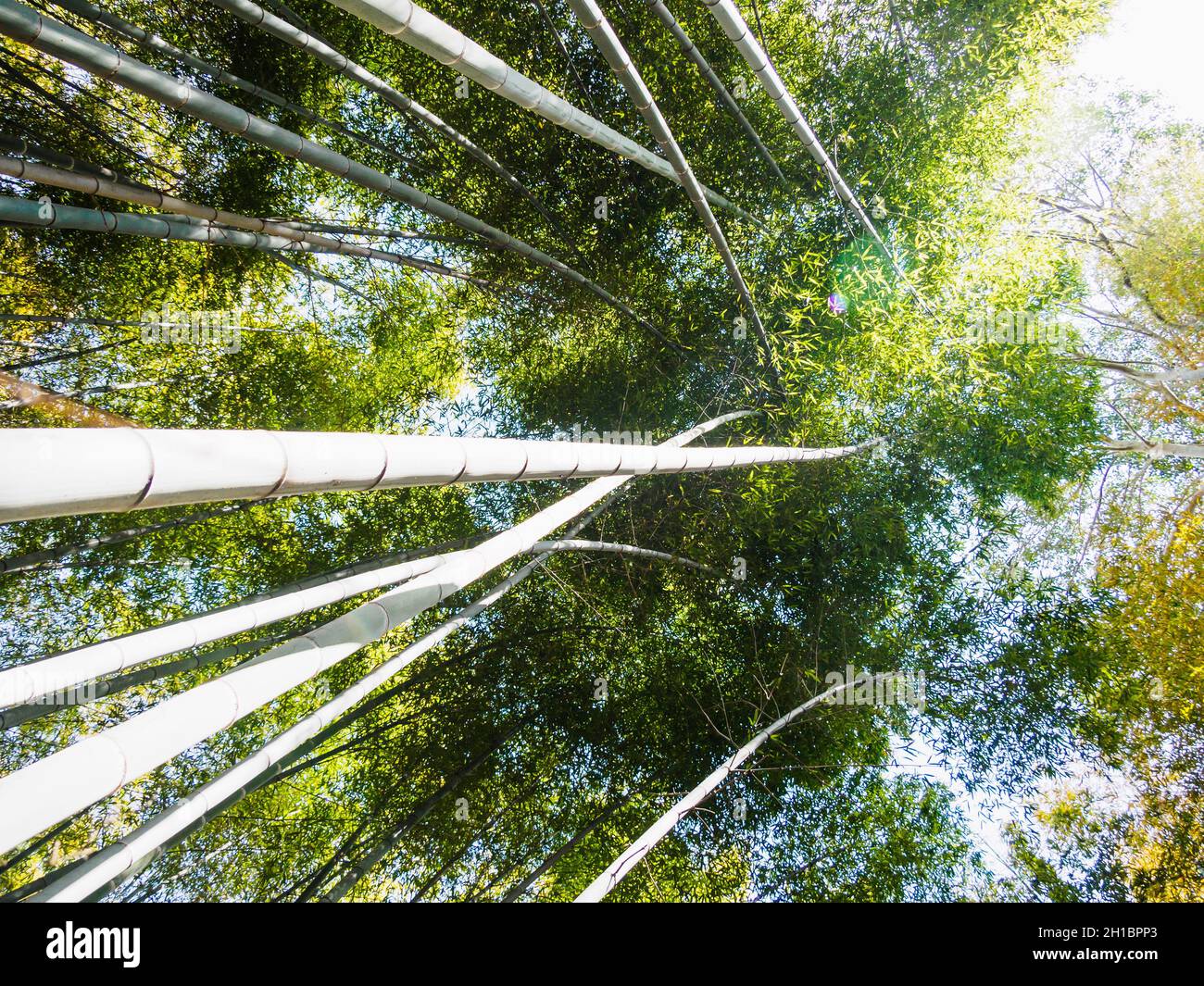 Low angle shot of trees at the Bamboo Path in Arashiyama, Japan Stock ...