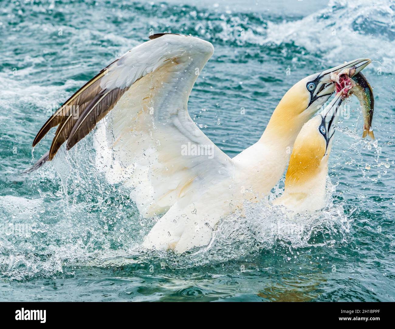 The Magnificent and Majestic Gannet with lunch Stock Photo - Alamy