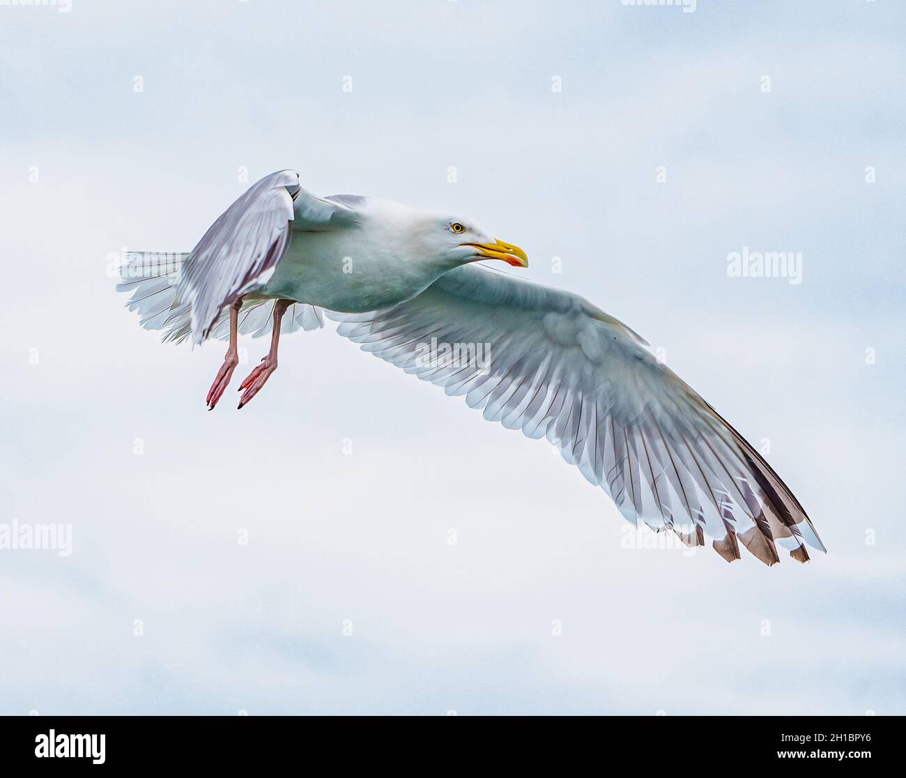 Herring Gull feeding in North Sea Coast Stock Photo - Alamy