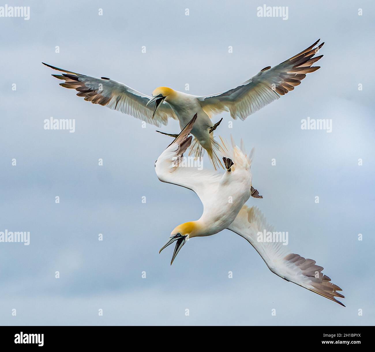 Two Majestic Northern Gannets in Competition Stock Photo - Alamy