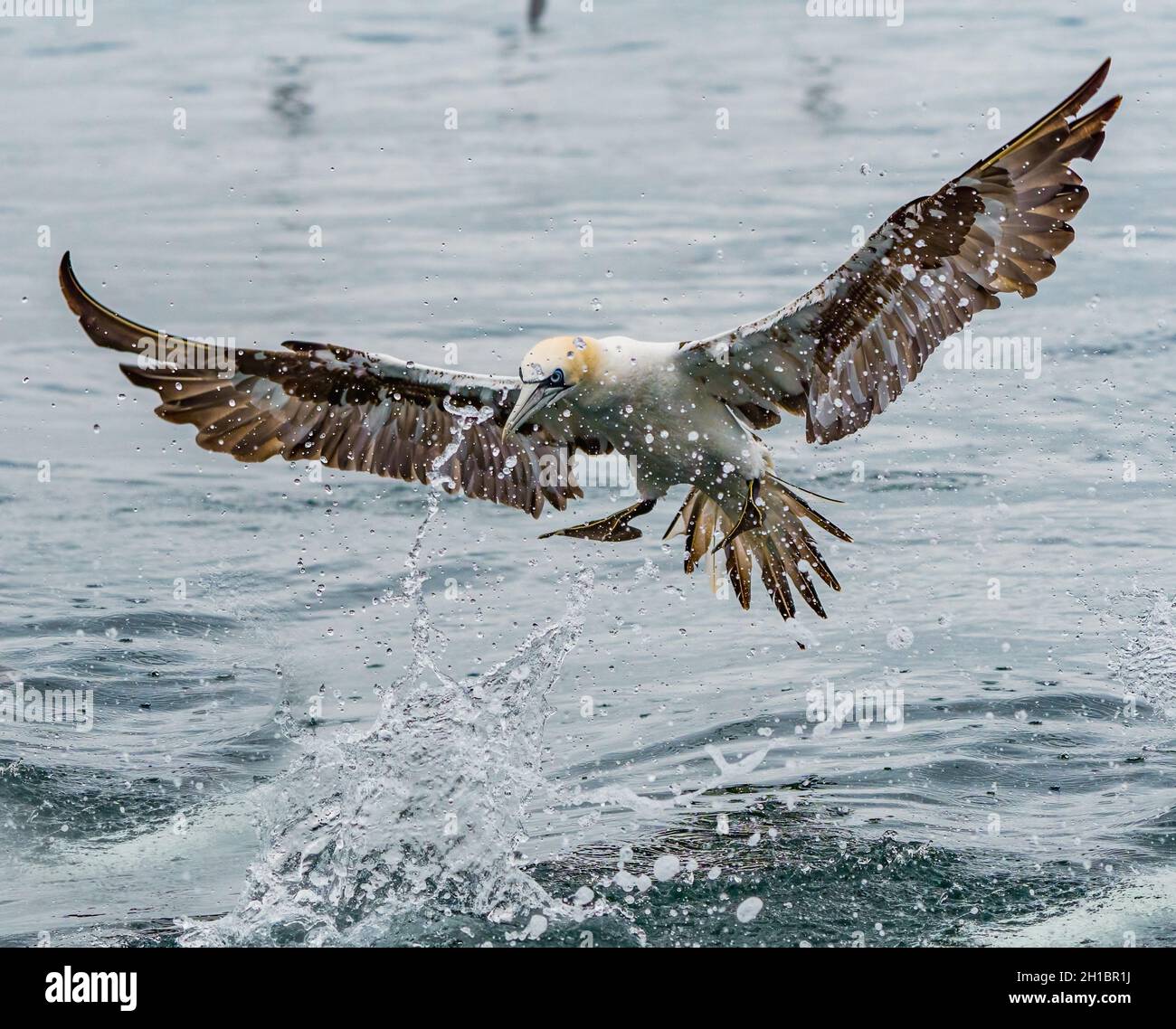 Beautiful flight yorkshire uk hi-res stock photography and images - Alamy