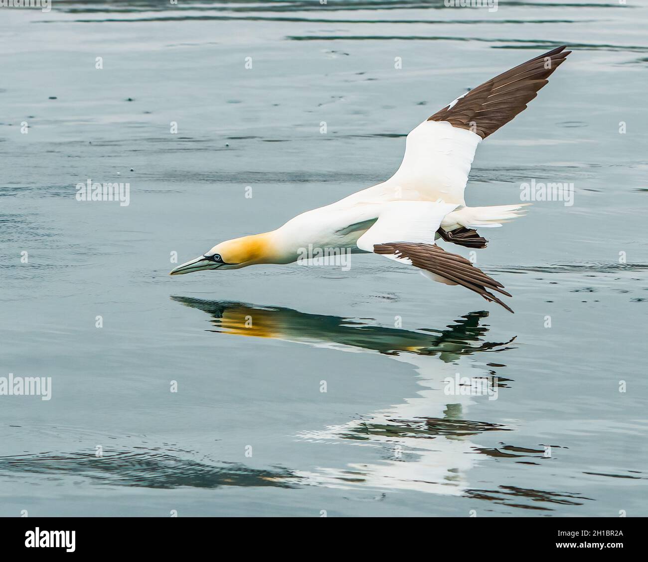 Beautiful flight yorkshire uk hi-res stock photography and images - Alamy