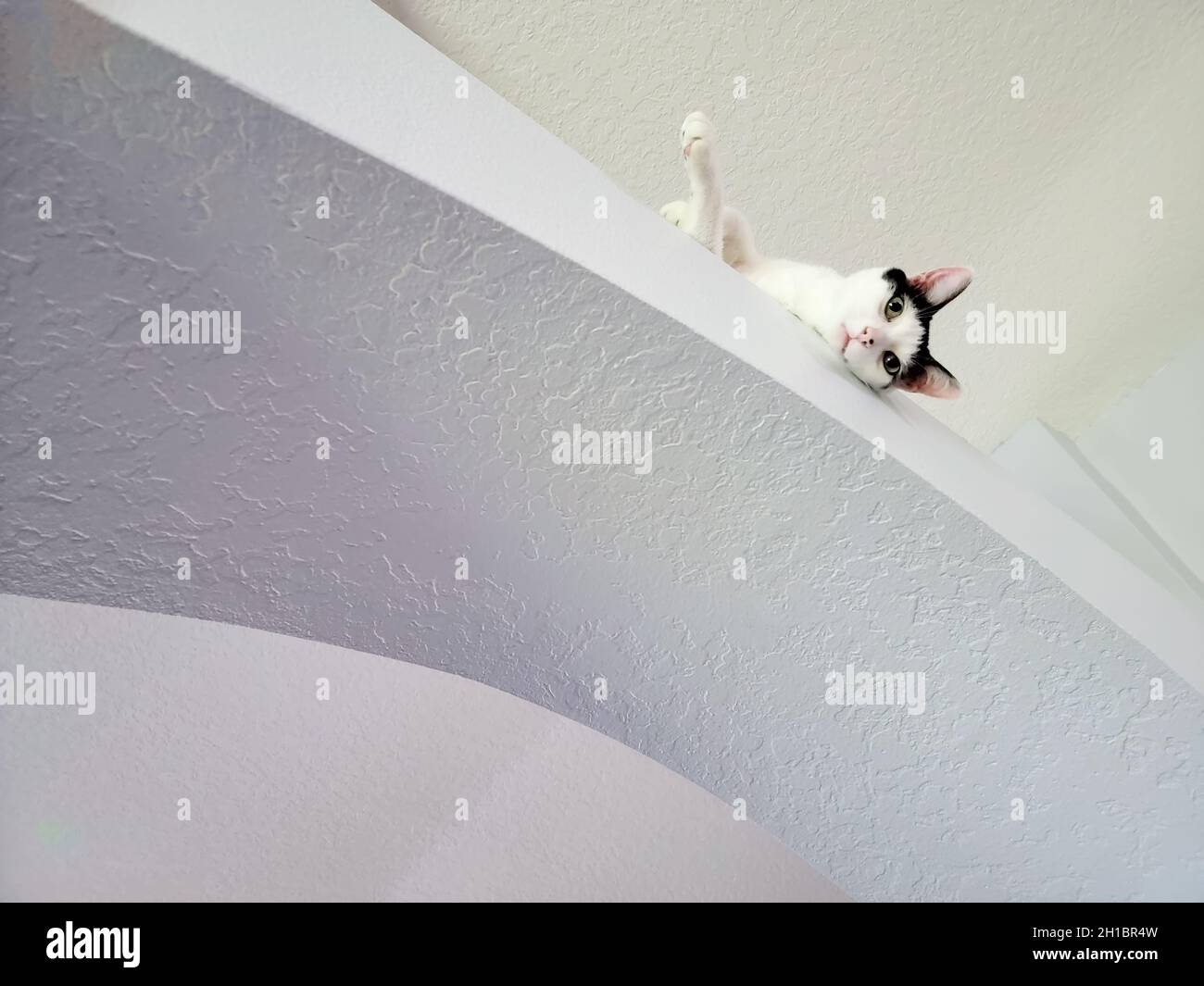 Low angle shot of a cat lying on a white ledge Stock Photo - Alamy