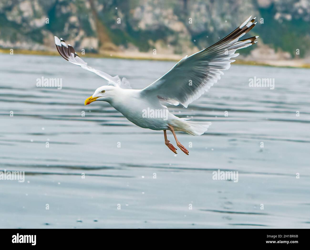 Gull herring uk feeding hi-res stock photography and images - Alamy