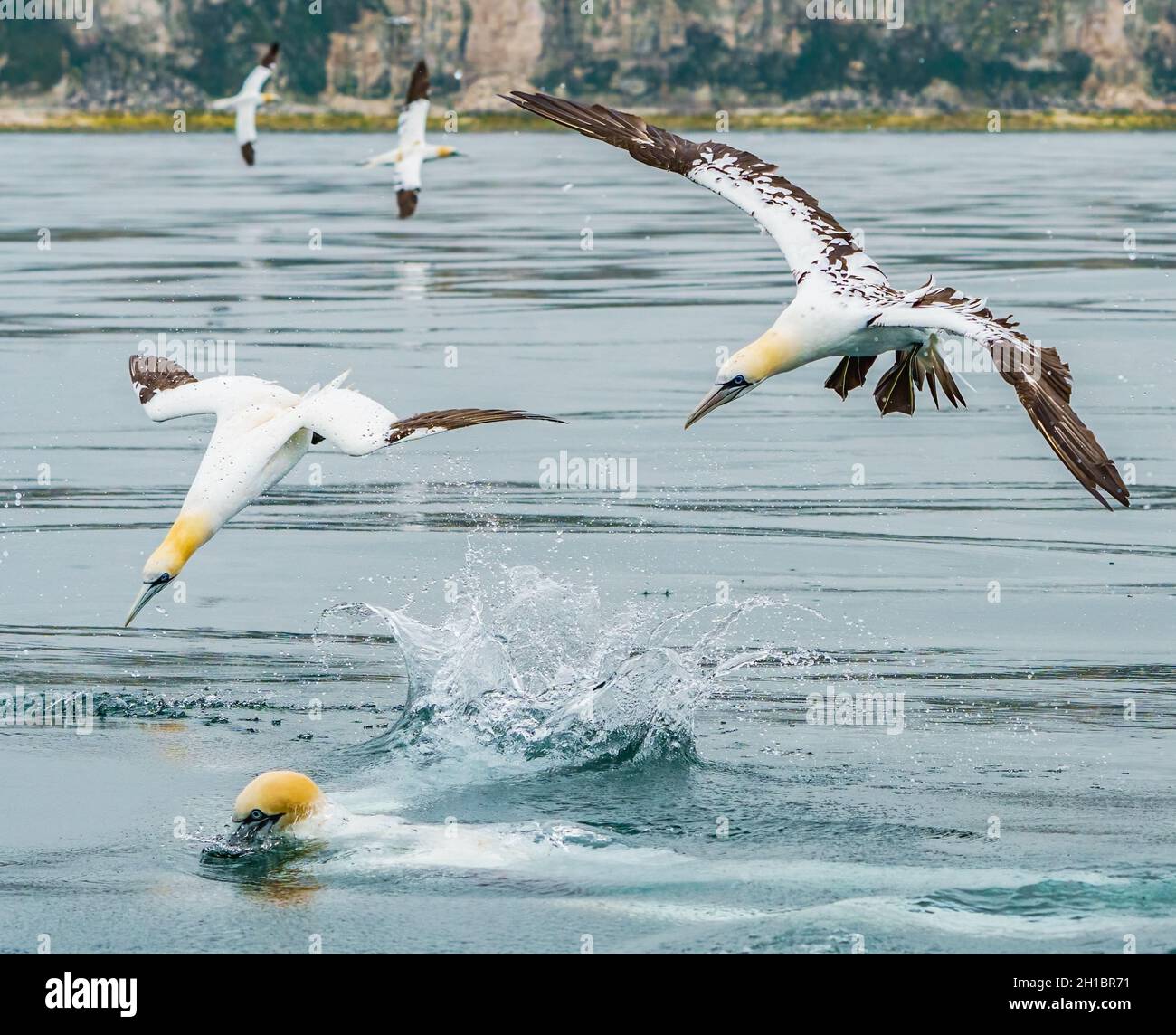 Beautiful flight yorkshire uk hi-res stock photography and images - Alamy