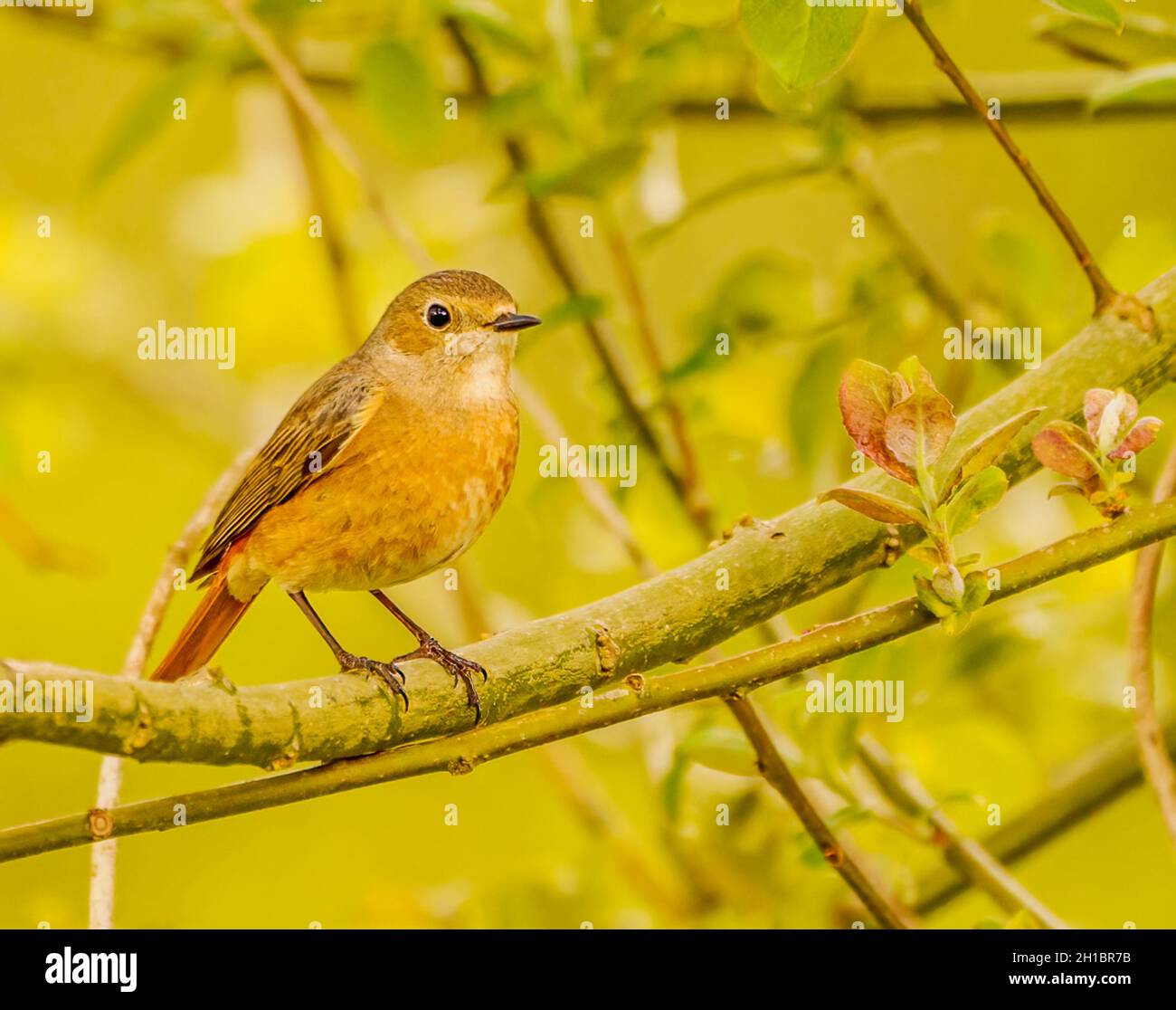 The beautiful Female Redstart Stock Photo - Alamy