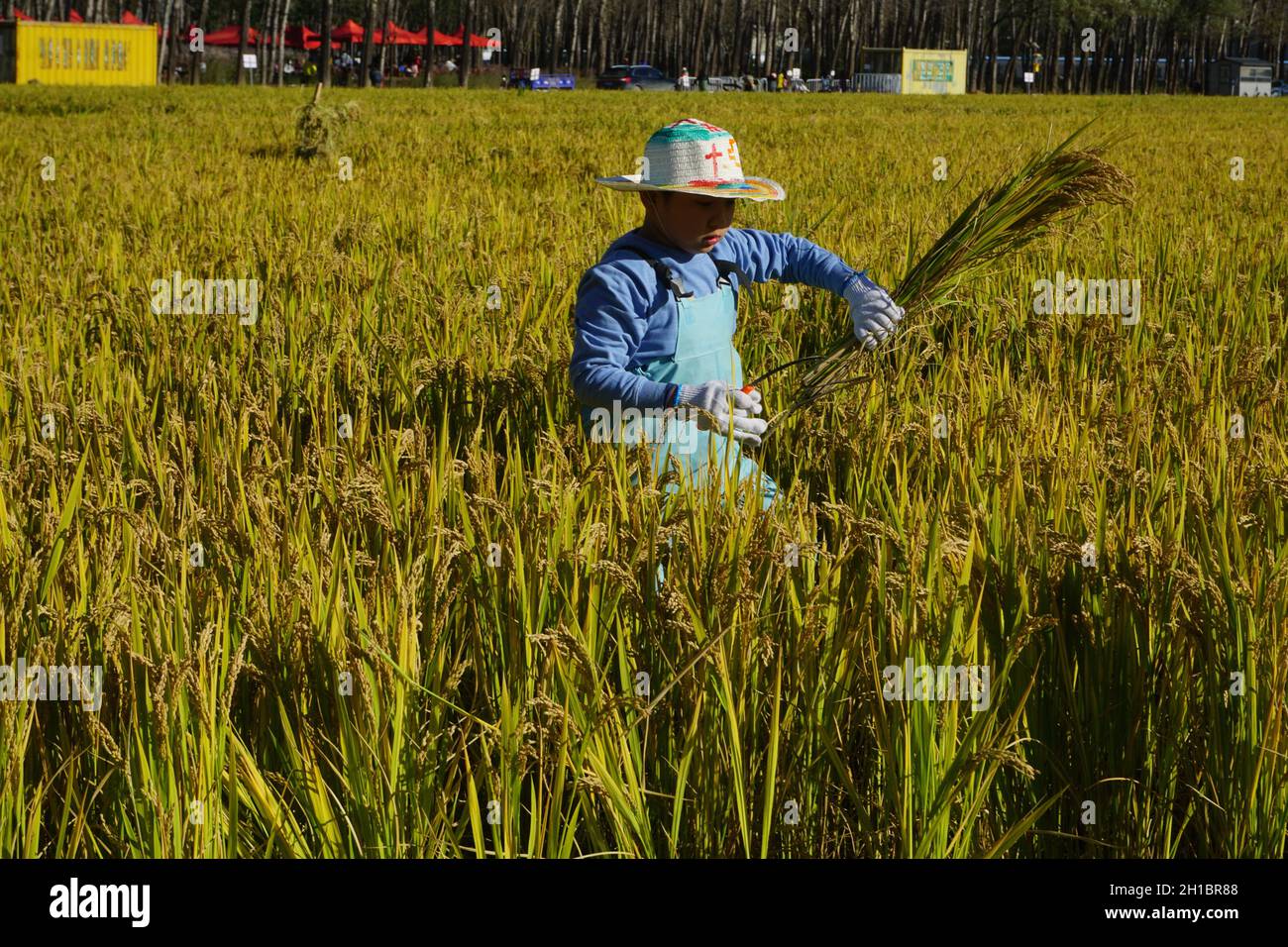 Beijing, Beijing, China. 18th Oct, 2021. Jingxi Rice, a specialty of ...