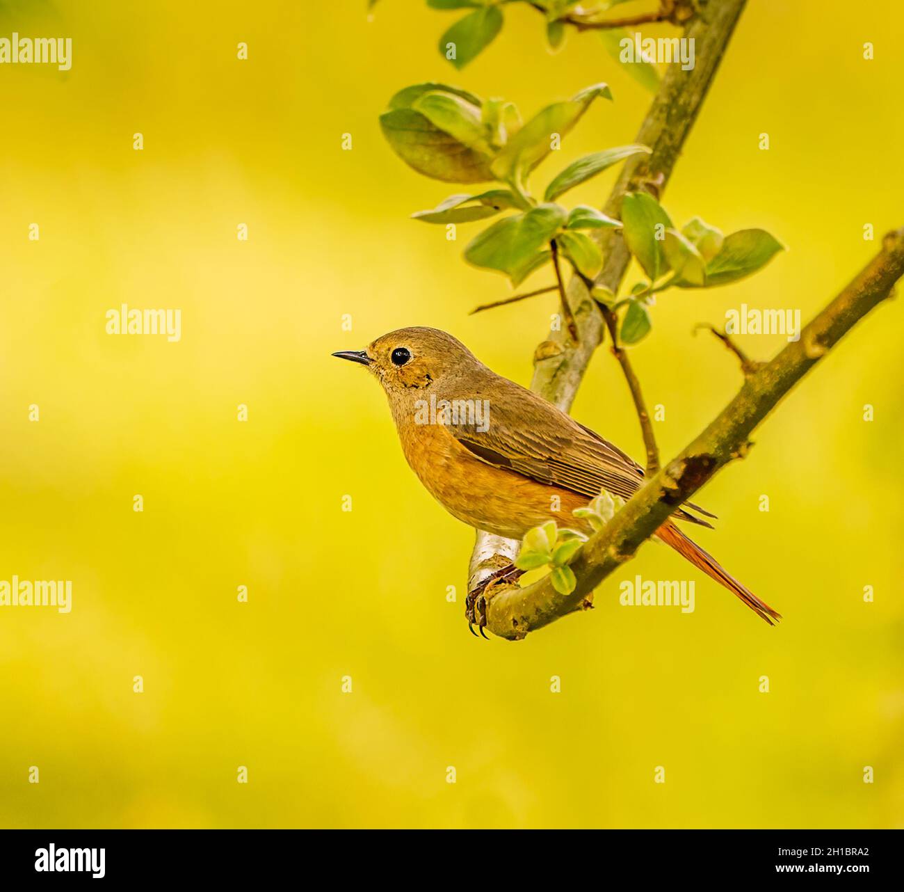 The beautiful Female Redstart Stock Photo - Alamy