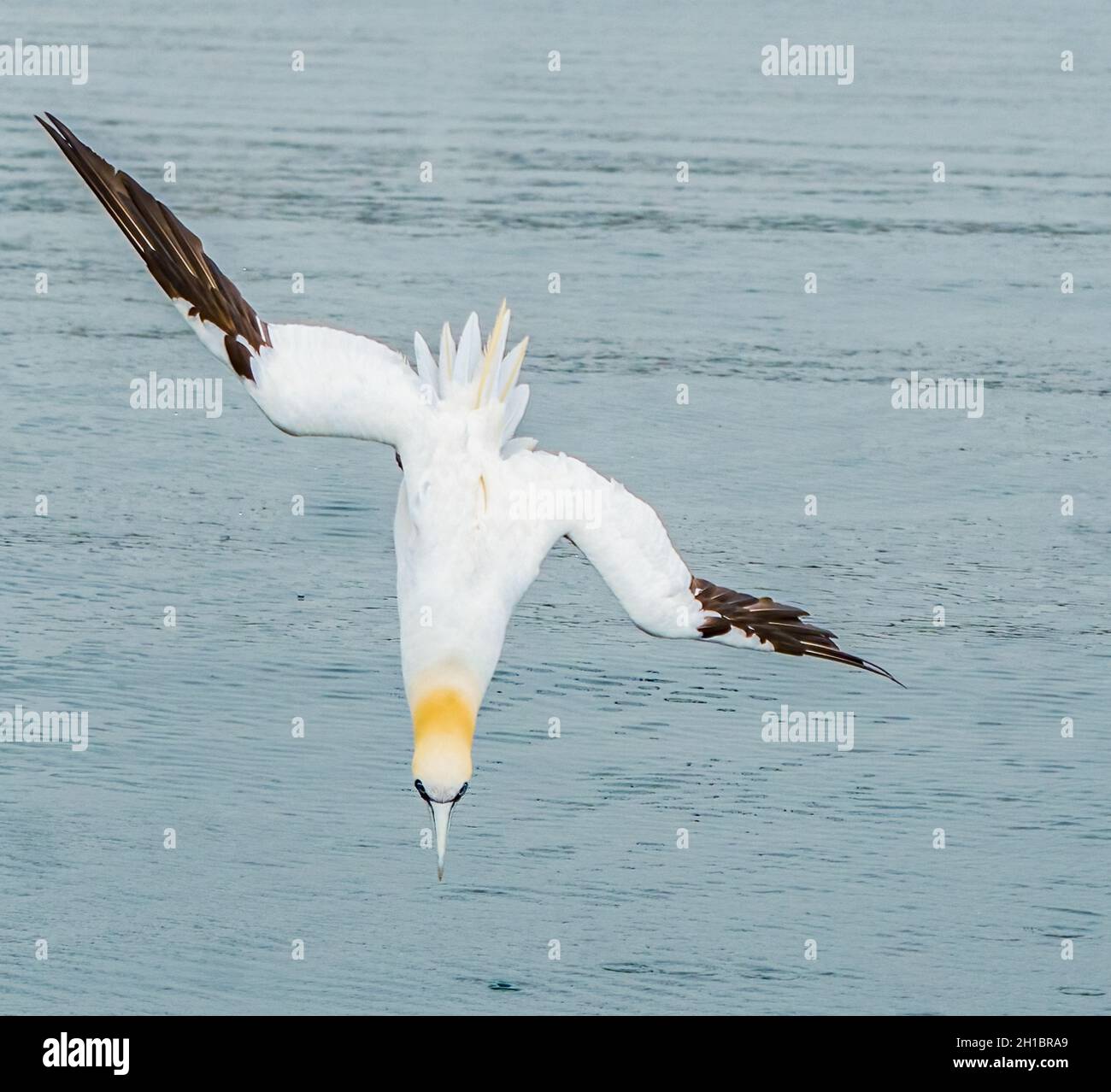 Beautiful flight yorkshire uk hi-res stock photography and images - Alamy