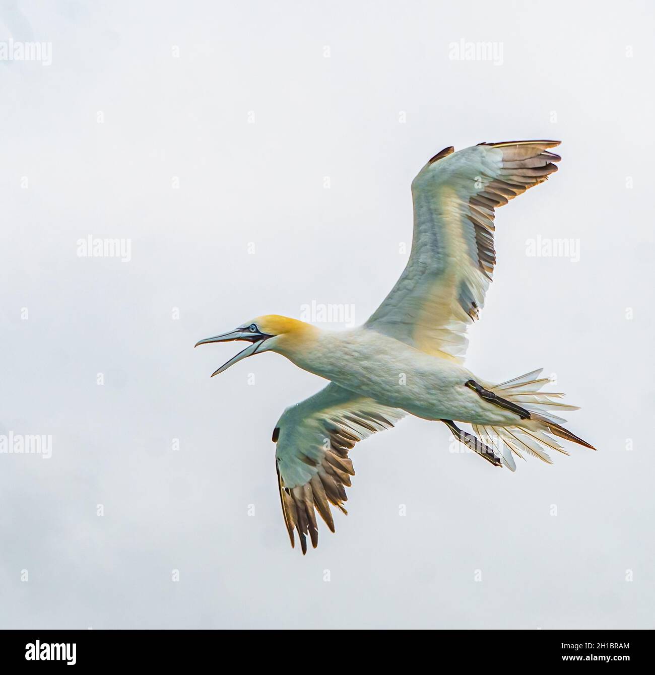 The Majestic Northern Gannet in Flight Stock Photo - Alamy