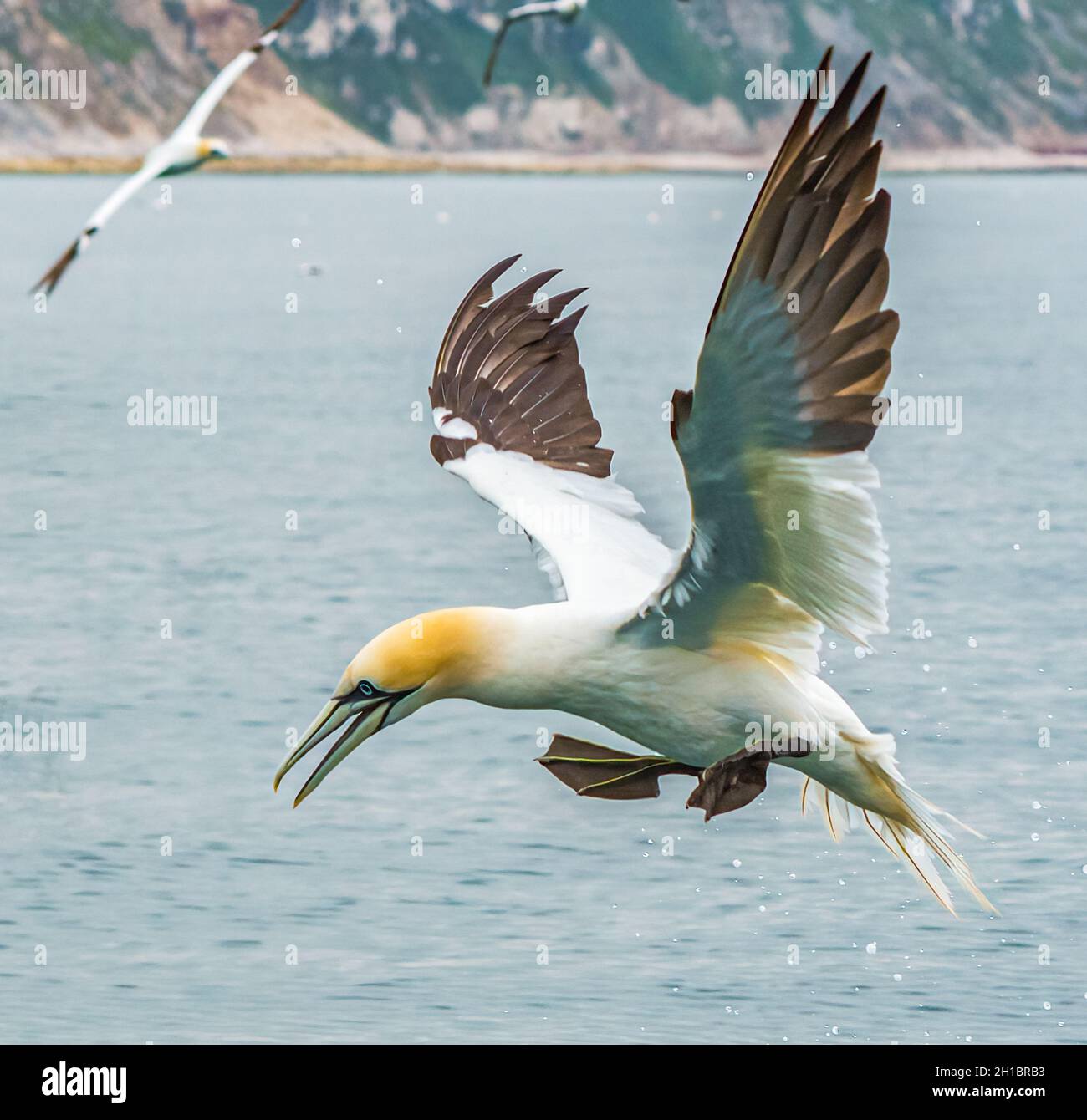 The Majestic Northern Gannet in Flight Stock Photo - Alamy
