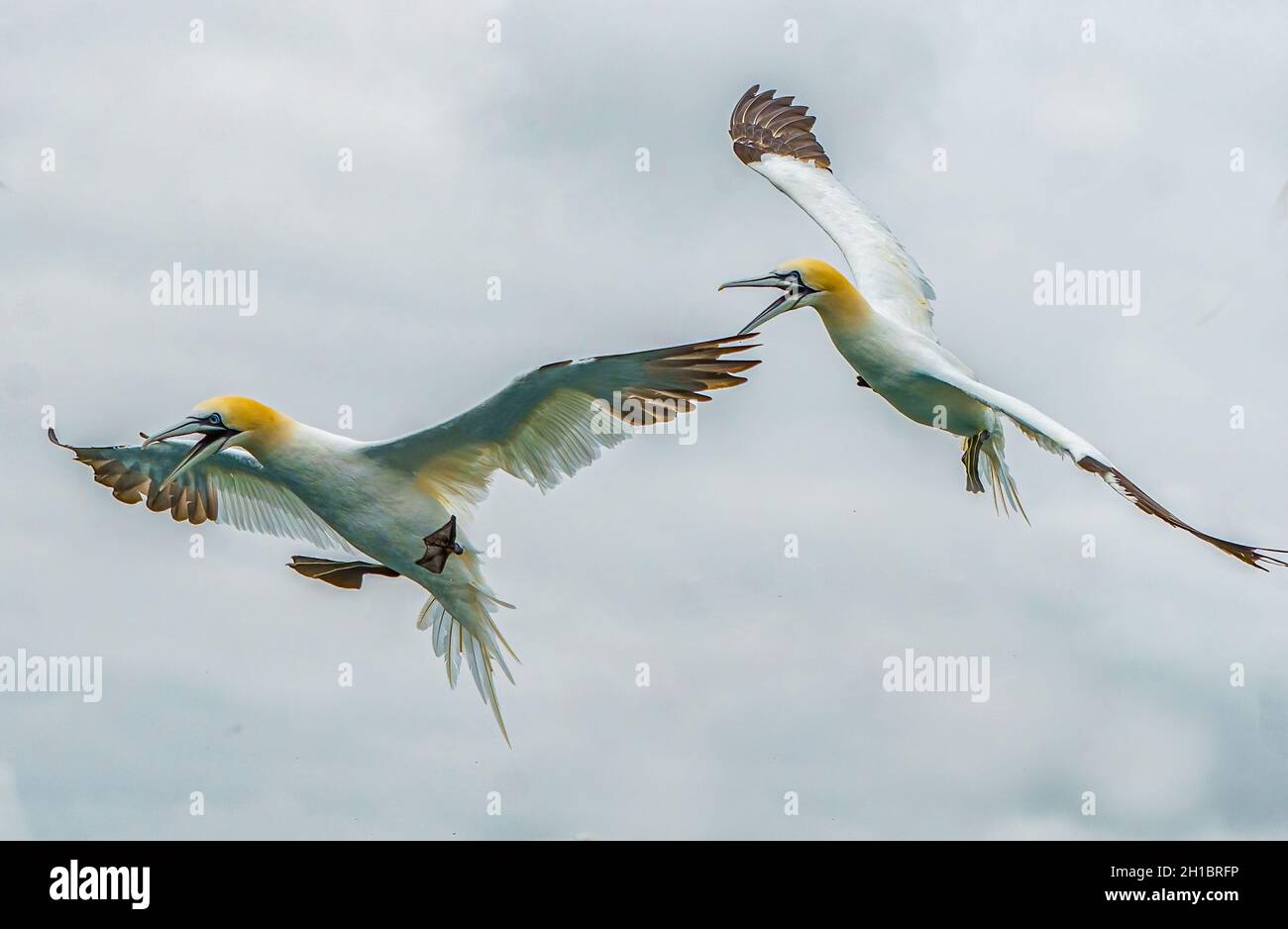 The Majestic Northern Gannet in Flight Stock Photo - Alamy