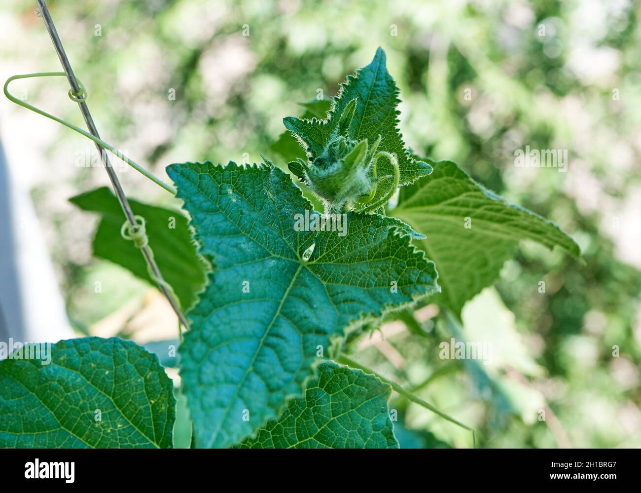 Cucumber flower bud Stock Photo - Alamy