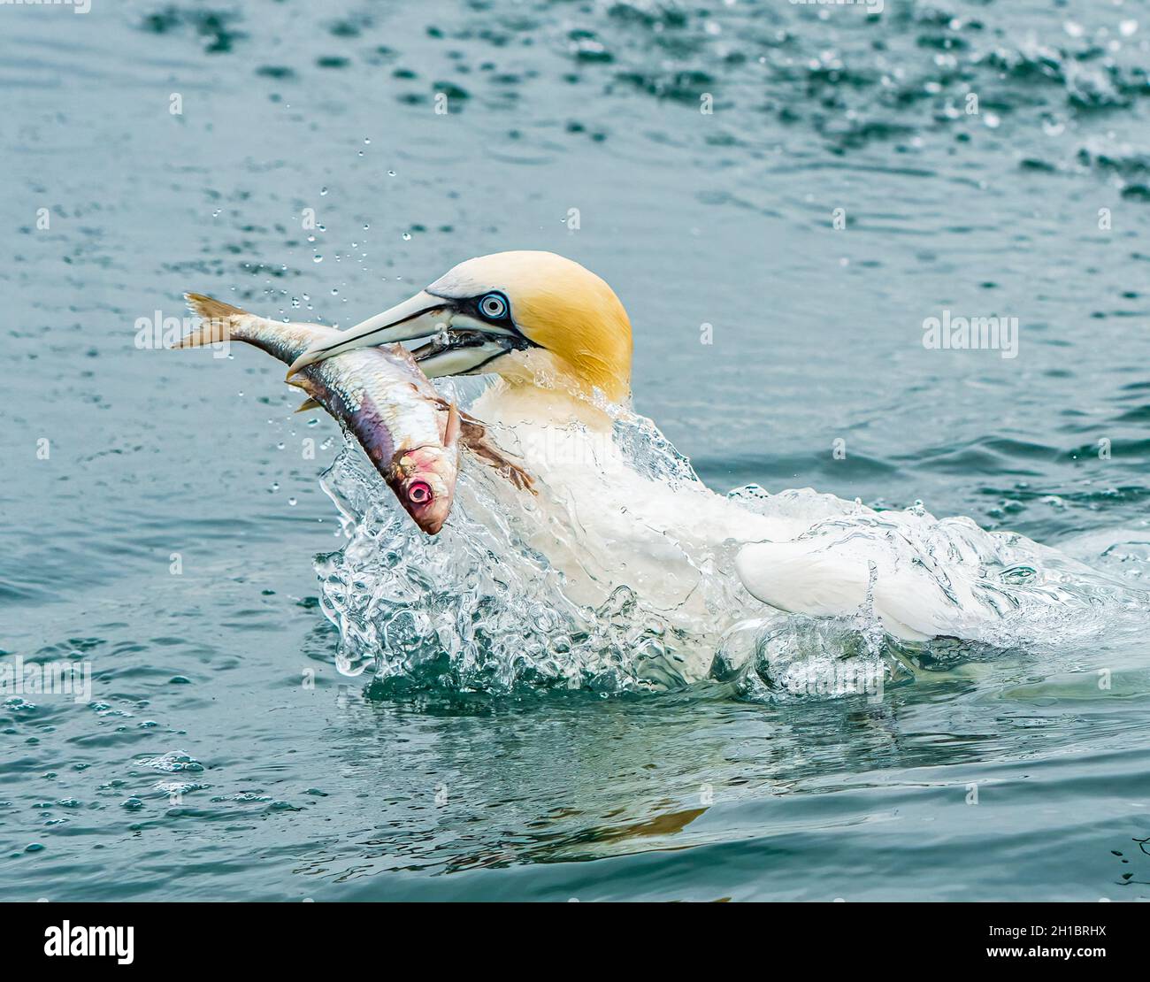 The Impressive and Majestic Gannet with lunch Stock Photo - Alamy
