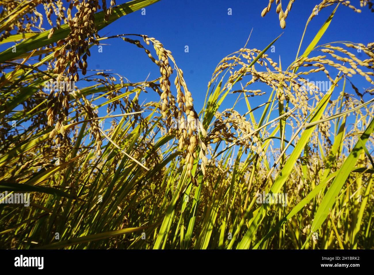 Beijing, Beijing, China. 18th Oct, 2021. Jingxi Rice, a specialty of ...