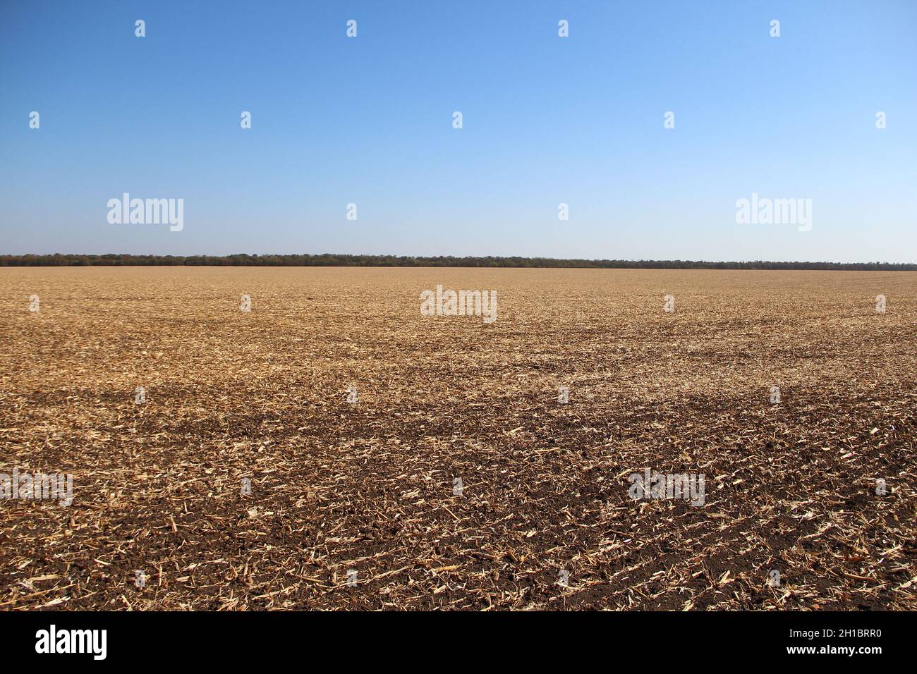 Plowed field with remnants of the corn Stock Photo - Alamy