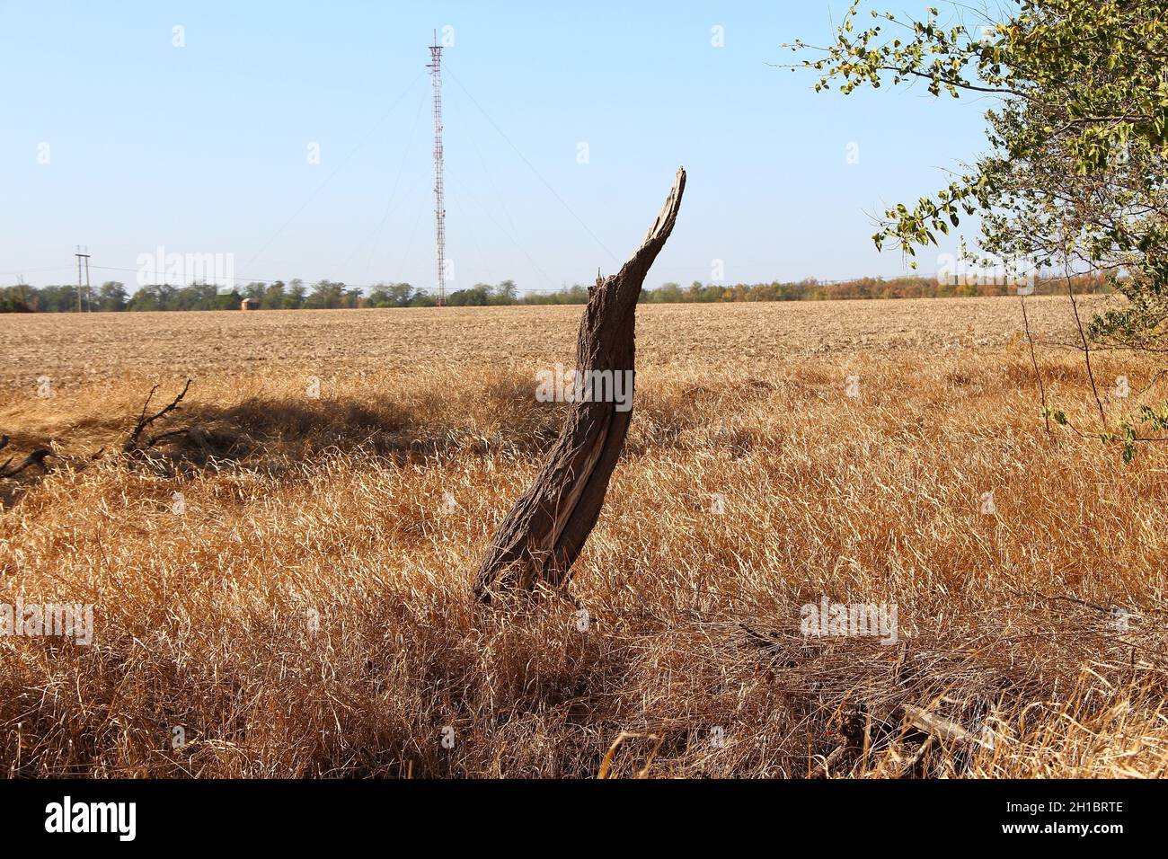Dry field grass in the autumn with an old stump Stock Photo - Alamy