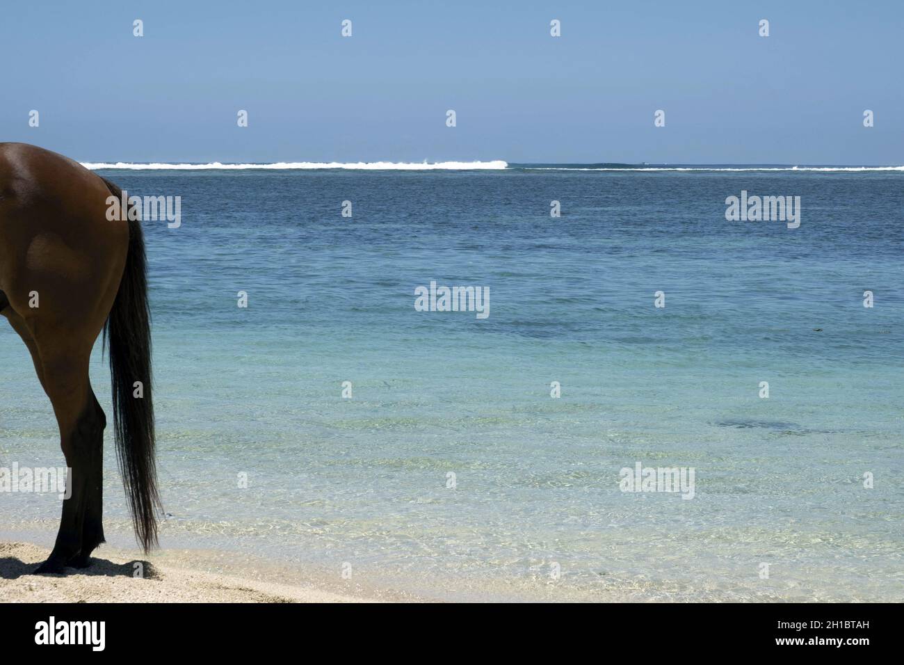 Horse back legs in beautiful Maui beach Stock Photo - Alamy
