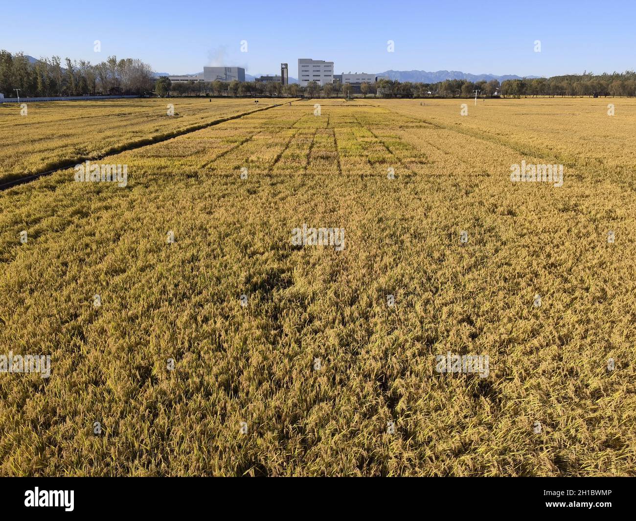 Beijing, Beijing, China. 18th Oct, 2021. Jingxi Rice, a specialty of ...