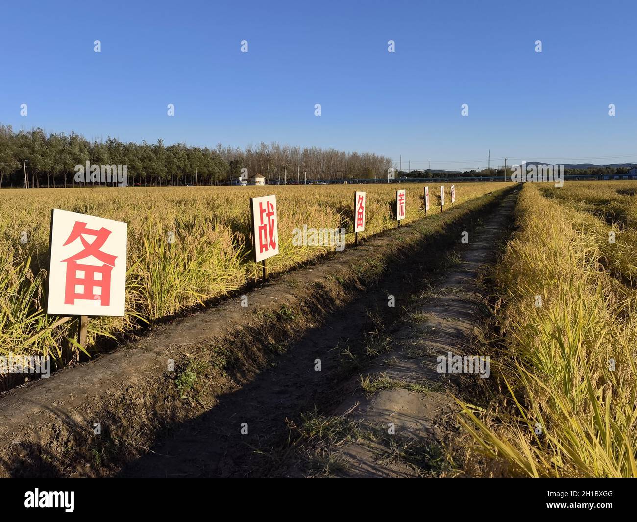 Beijing, Beijing, China. 18th Oct, 2021. Jingxi Rice, a specialty of ...