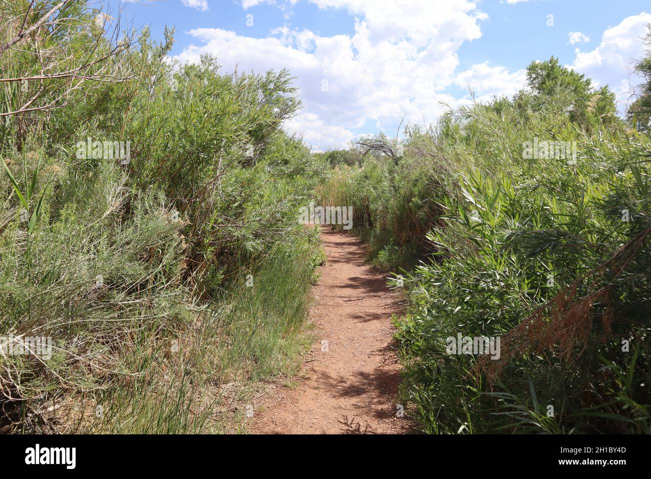 Pathway to a river through the bushes Stock Photo - Alamy