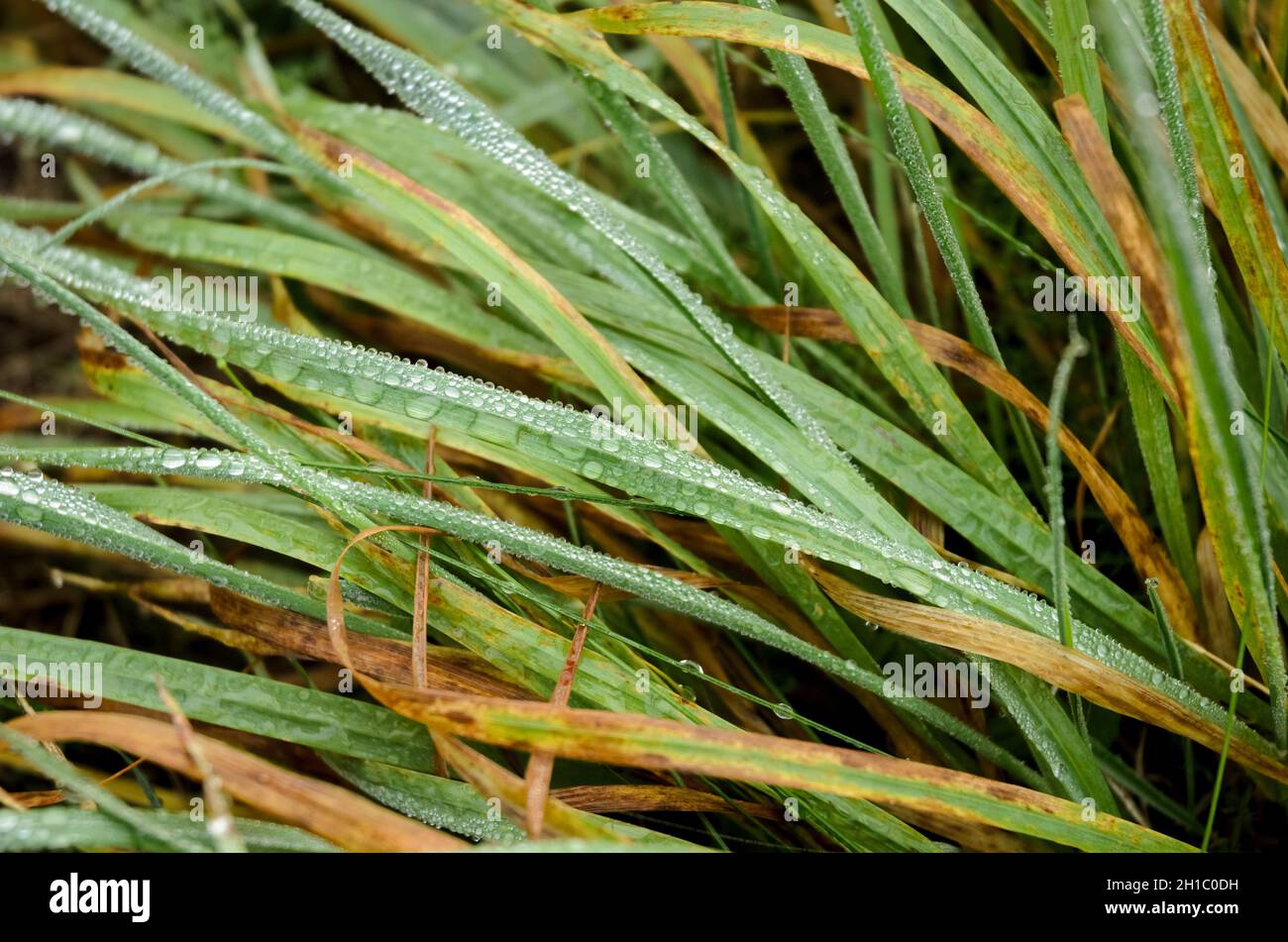 Wet dew hi-res stock photography and images - Alamy