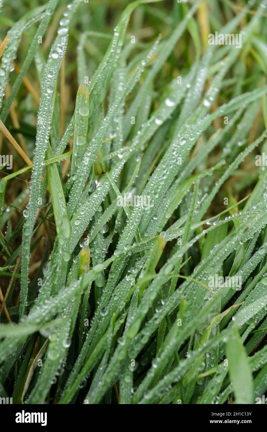 Poaceae grasses hi-res stock photography and images - Alamy