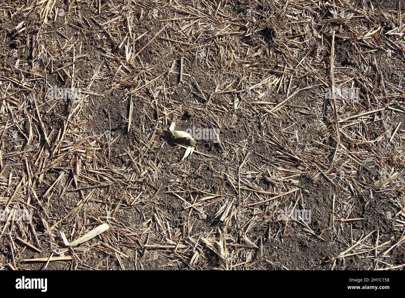 Dry remains of the corn after harvest Stock Photo - Alamy