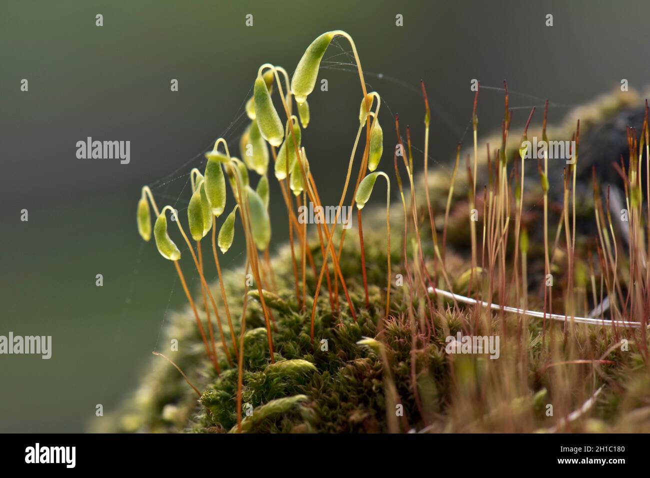 Capillary thread-moss (Bryum capillare) drooping capsules borne on seta ...