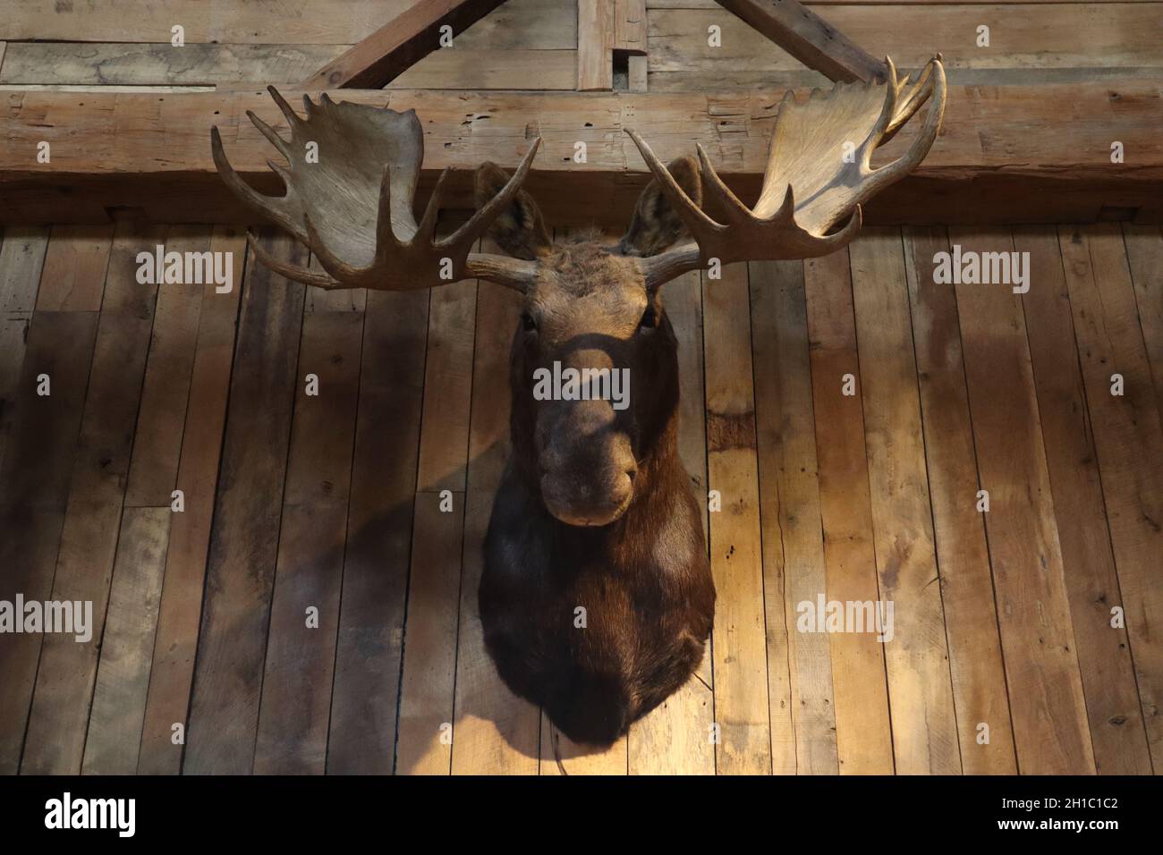 Moose head, wall hi-res stock photography and images - Alamy