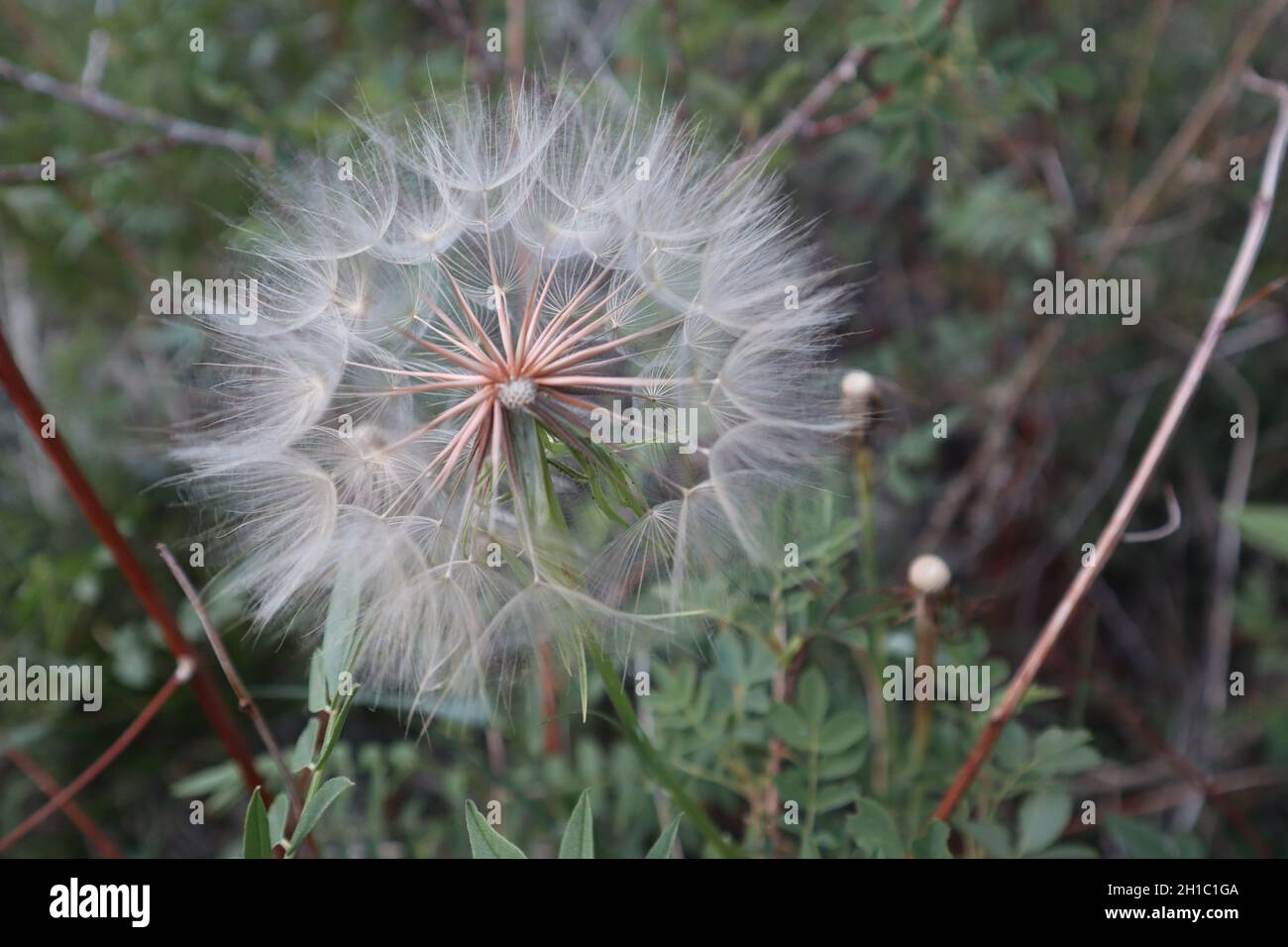 Closeup of the detail of the dandelion flower Stock Photo - Alamy
