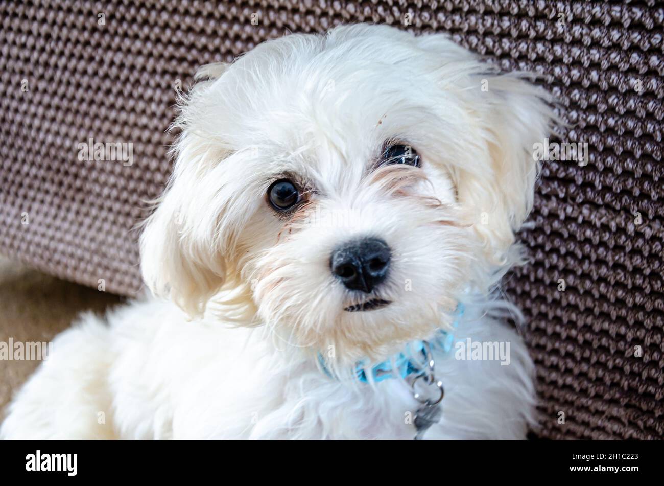 Cavapoo hi-res stock photography and images - Alamy